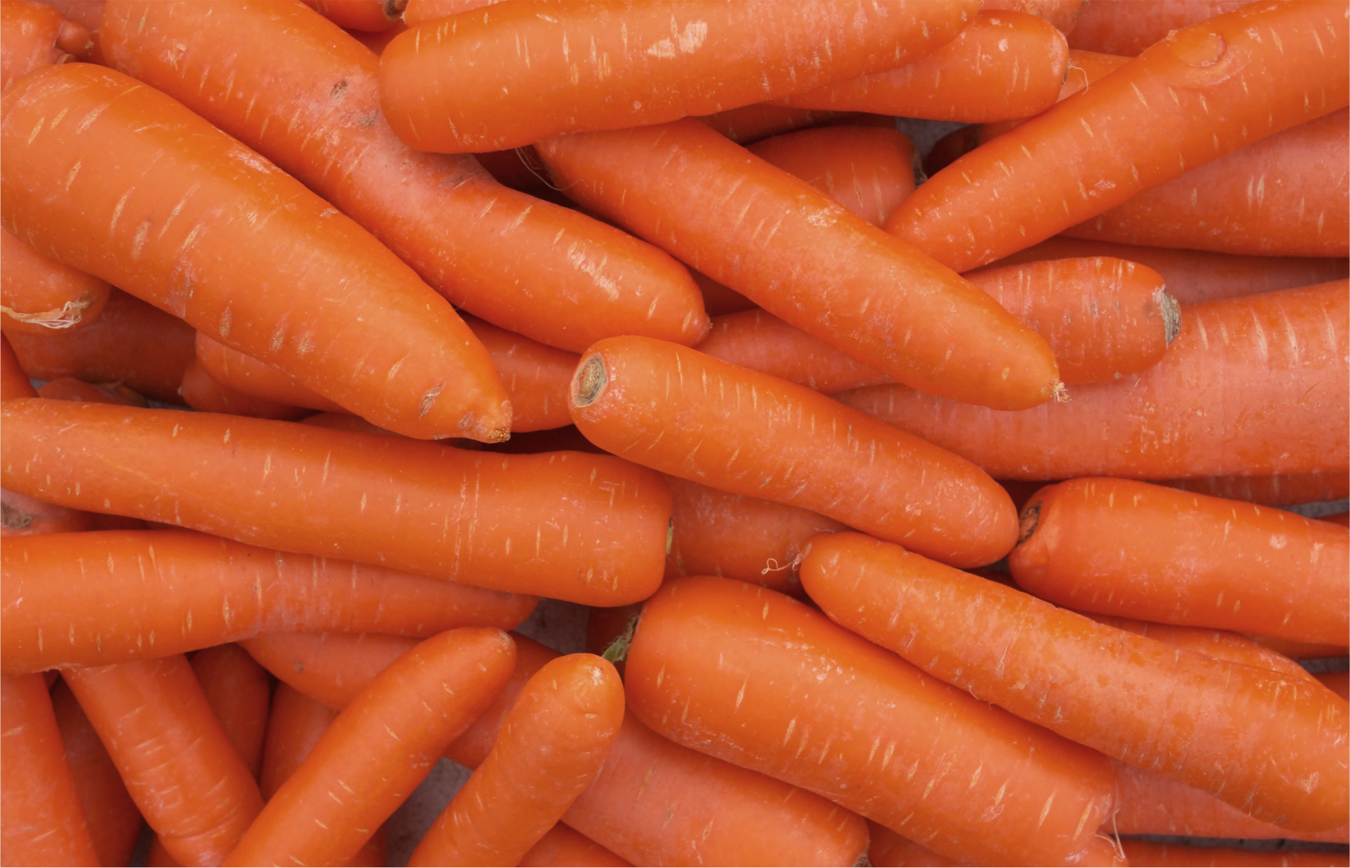 Van Woerden Flevo - organic processing of potatoes and carrots - Van ...